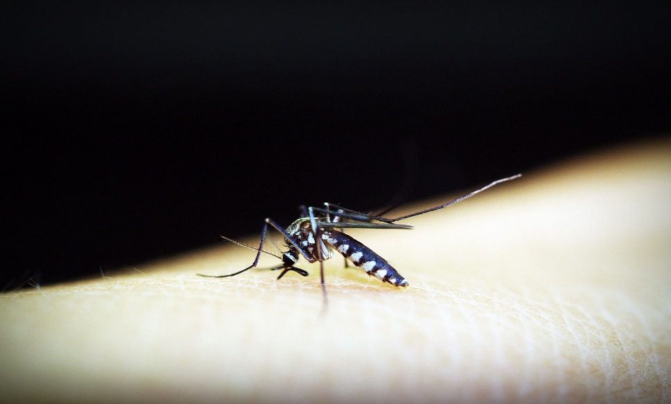 A New Treatment Option for Malaria? - European Medical Journal