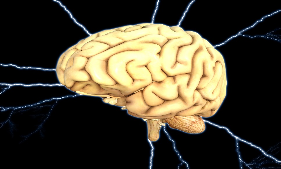 Left Side of the Brain Shown to Control Verbal Expression of Semantic ...
