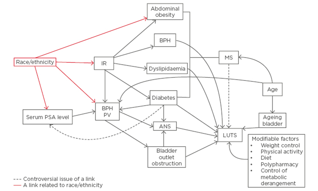 Benign Prostatic Hyperplasia Pathophysiology Diagram