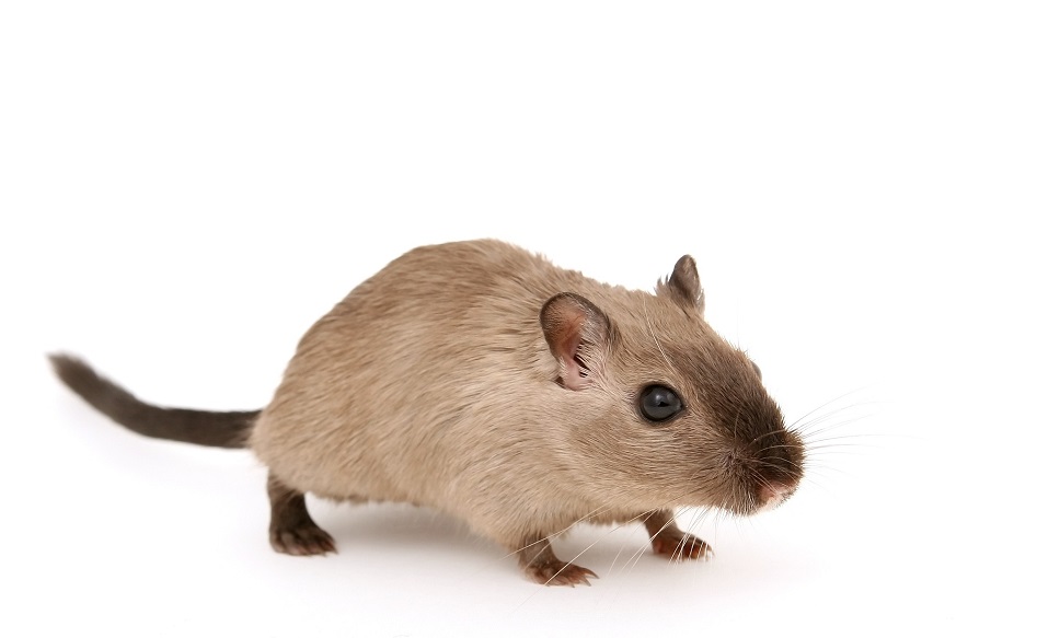Melanoma, Mutations, and Mice - European Medical Journal