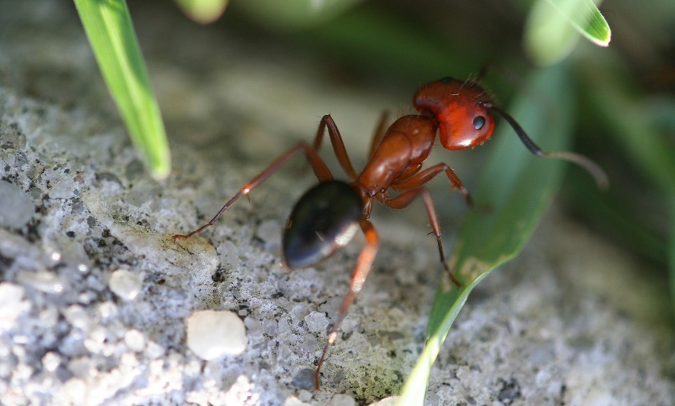 Fire Ant Venom: A New Compound Discovered for Psoriasis Treatment ...