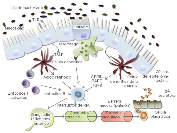 Immunomodulación: Conceptos Básicos Y Aplicaciones Clínicas - European ...