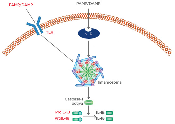 Immunomodulación: Conceptos Básicos Y Aplicaciones Clínicas - European ...