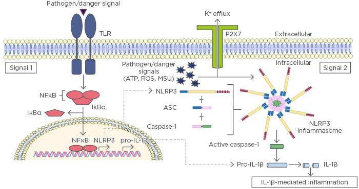 Autoinflammatory Diseases: Consequences of Uncontrolled Inflammasome ...