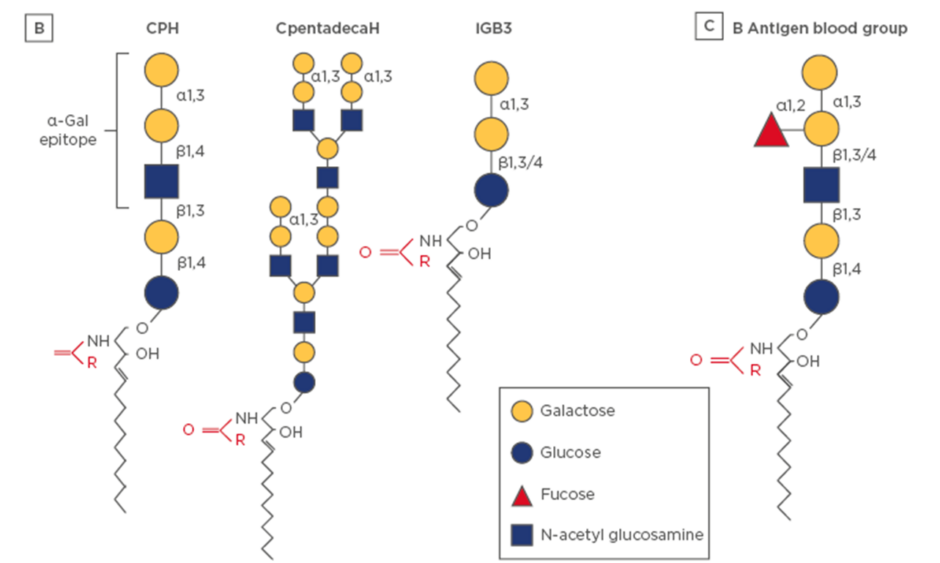 Oligosaccharide Galactose-α-1,3-Galactose and α-Gal Syndrome - EMJ