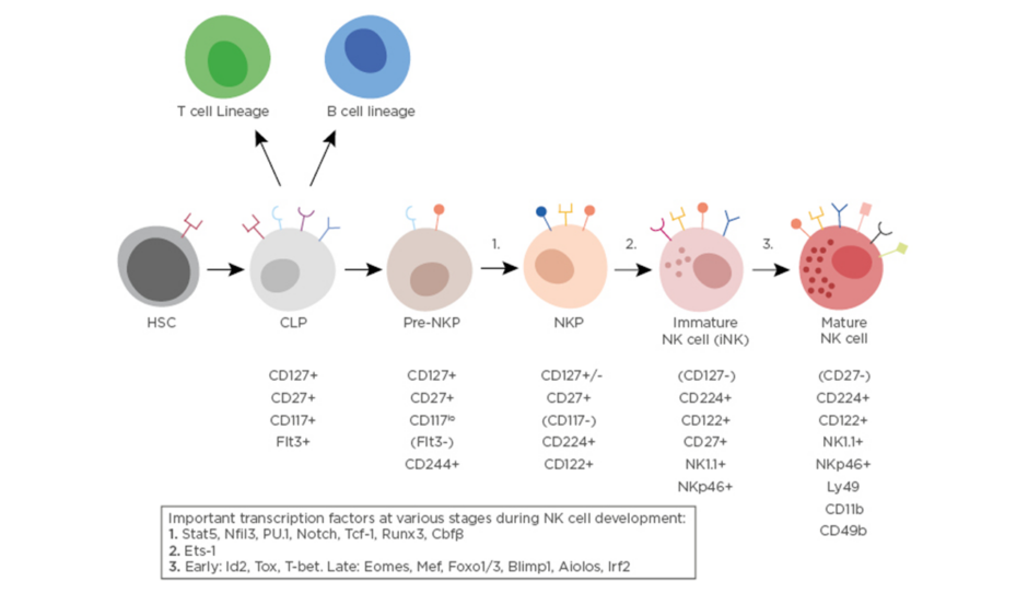 Natural Killer Cells and Their Role in Immunity - European Medical Journal