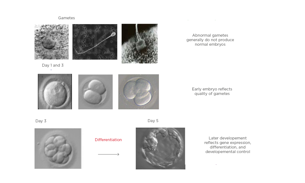Embryo Development After Ivf Transfer