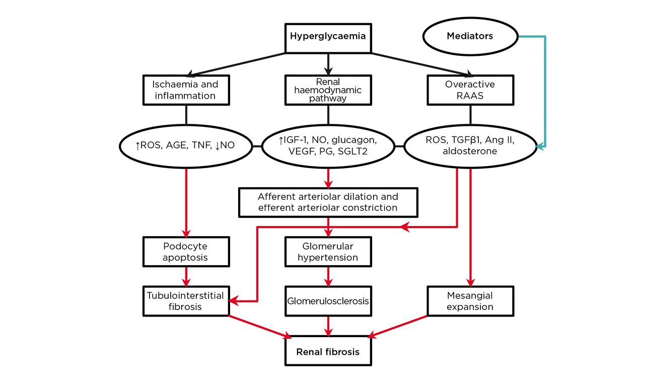 Diabetic Nephropathy Pathophysiology