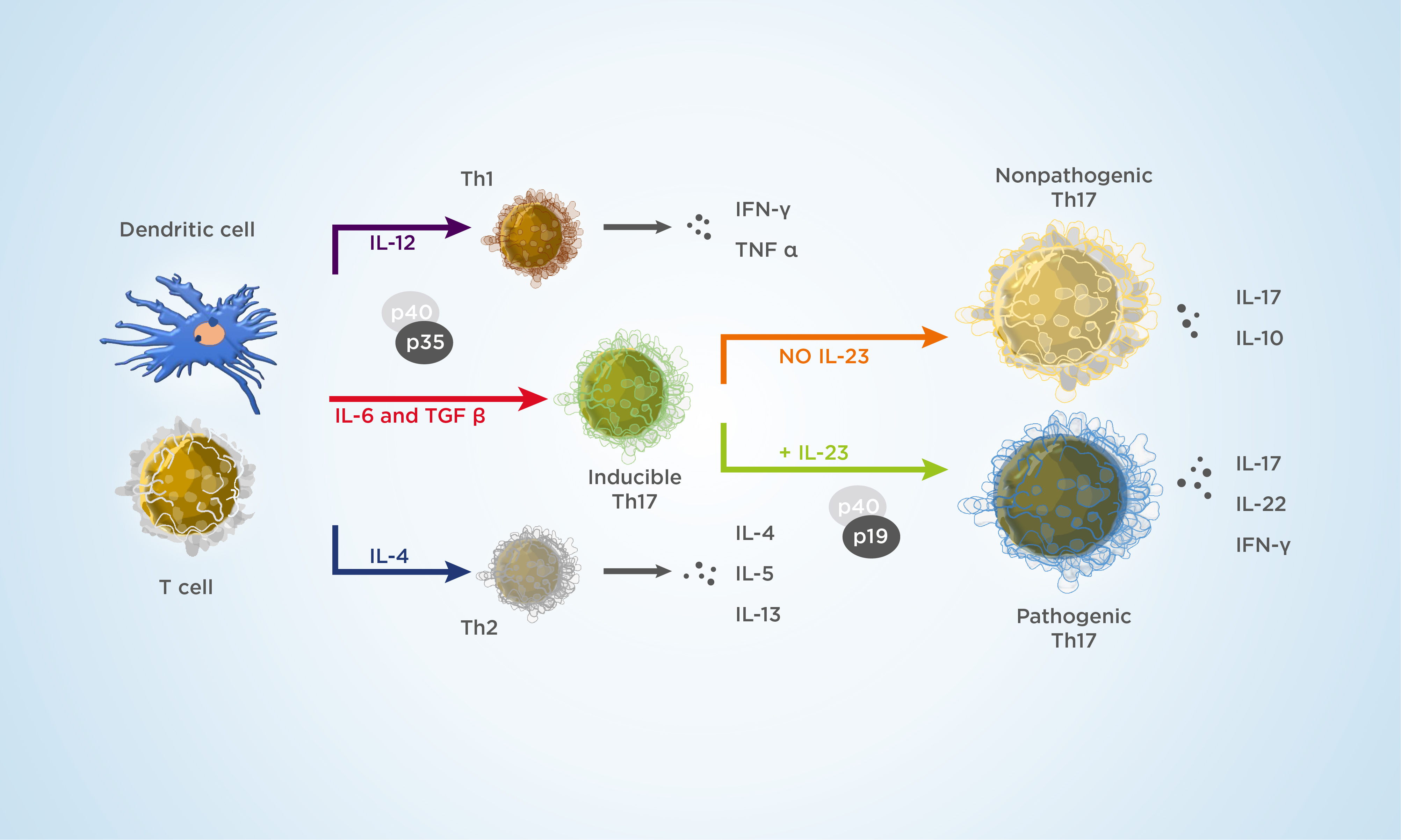 The Other Side of the Moon: A Clinical Dialogue on the IL-23 Pathway ...
