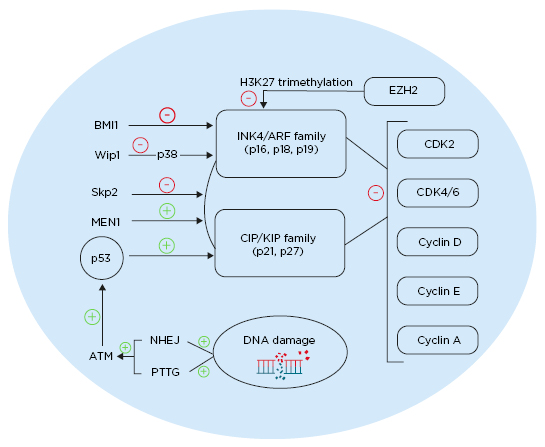 Pancreatic β-Cell Senescence: Mechanisms and Association with Diabetes ...