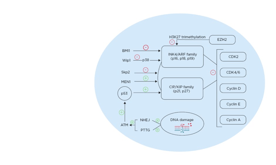 Pancreatic β-Cell Senescence: Mechanisms and Association with Diabetes ...