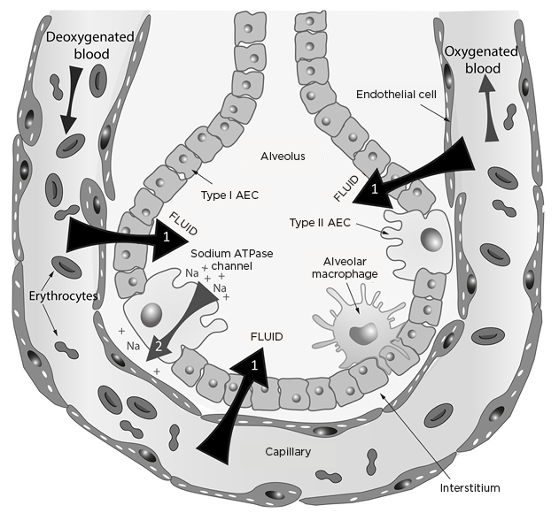 Editor's Pick: Relating Ventilatory Support and Drug Treatment ...