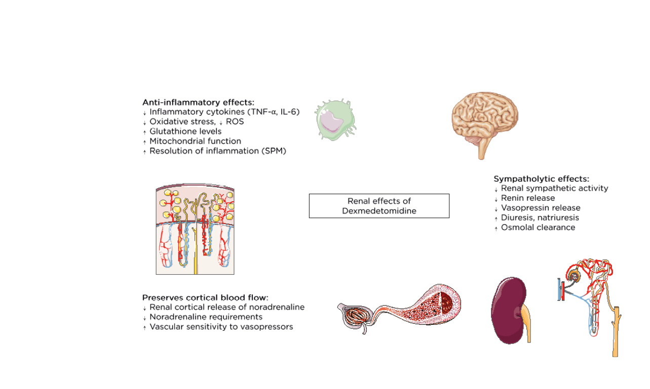 The Role of Dexmedetomidine for the Prevention of Acute Kidney Injury ...