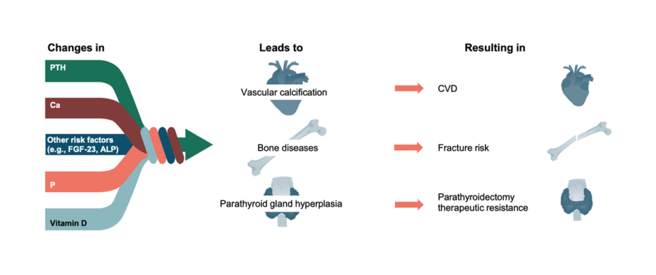 Ensuring a Treatment Continuum for Chronic Kidney Disease-Mineral and ...