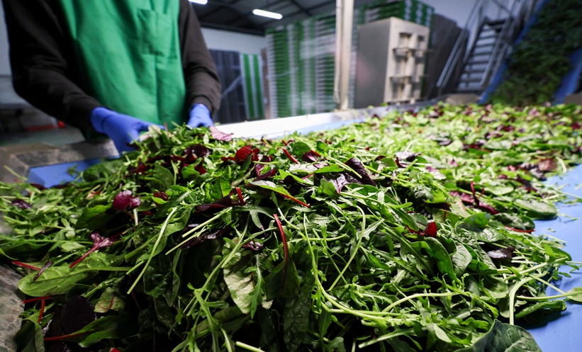 New Research Reveals How E. coli Persists from Farm to Table